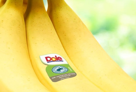 Dole Bananen tragen jetzt „home compostable“ Sticker ‹ Fruchtportal